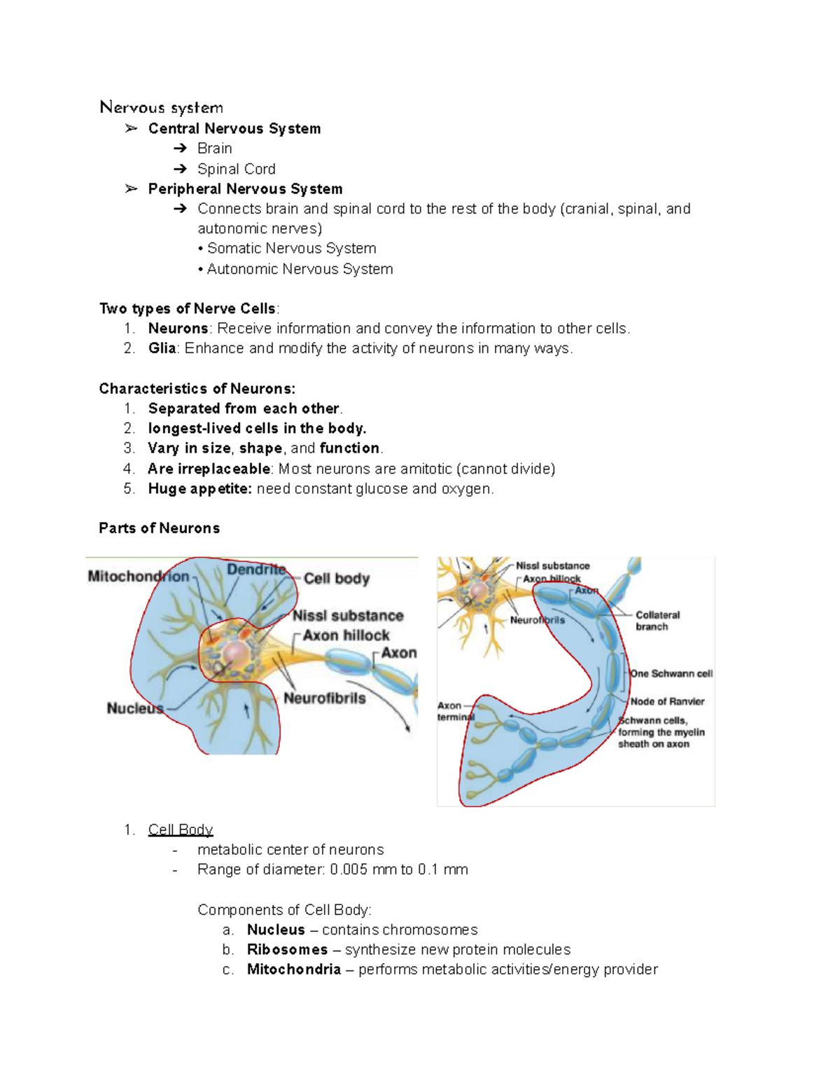 Neurons and Glia - ... - Nervous system Central Nervous System Brain ...