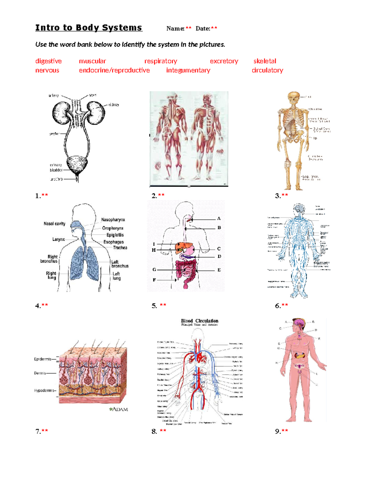 Intro to Body Systems: Human Systems Matching (5.8) - Studocu