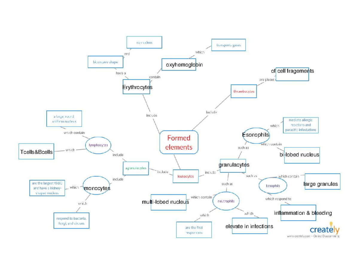 Blood Concept Map fillable-1 - BIO 111 - Studocu