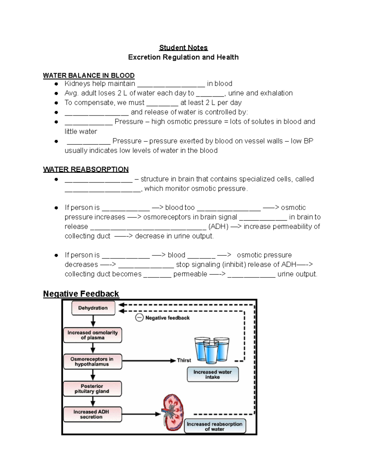 Student Notes: Excretion Regulation & Health (BIO 101) - Studocu
