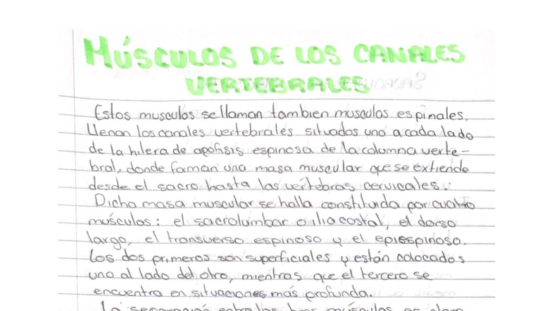 Músculos Espinales en los Canales Vertebrales: Anatomía y Función - Studocu