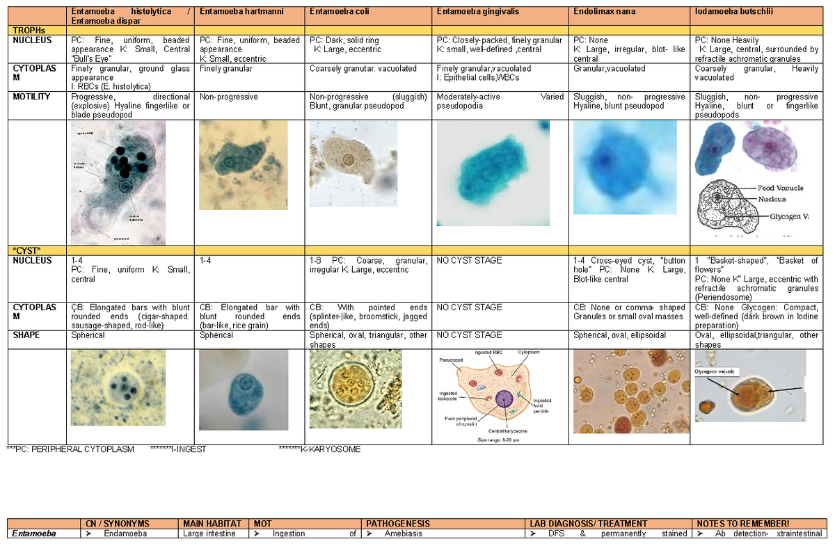 Amoebas and Their Characteristics: Final Exam Notes (CPARST) - Studocu