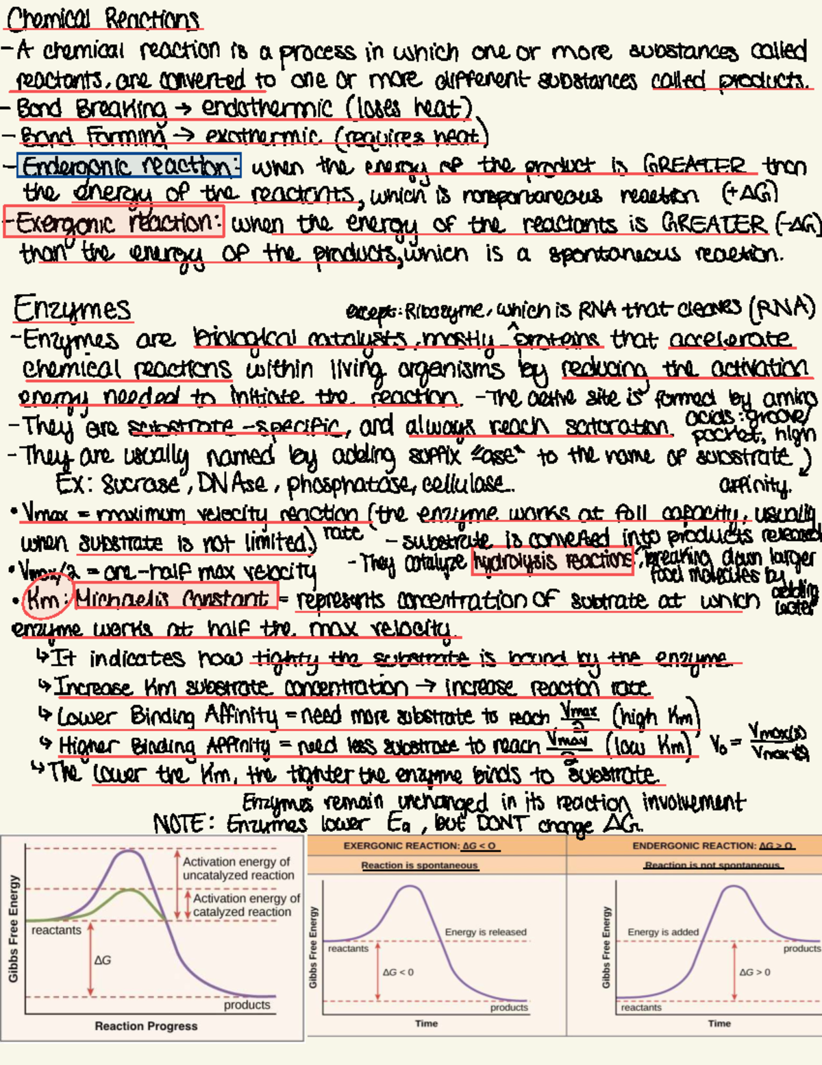 Final Exam Notes: Chemical Reactions & Enzyme Dynamics (XYZ 101) - Studocu