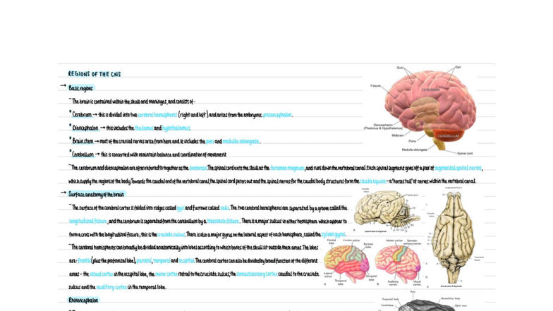 Anatomy - CNS Regions: Sulci, Gyri, and Brain Structures Overview - Studocu