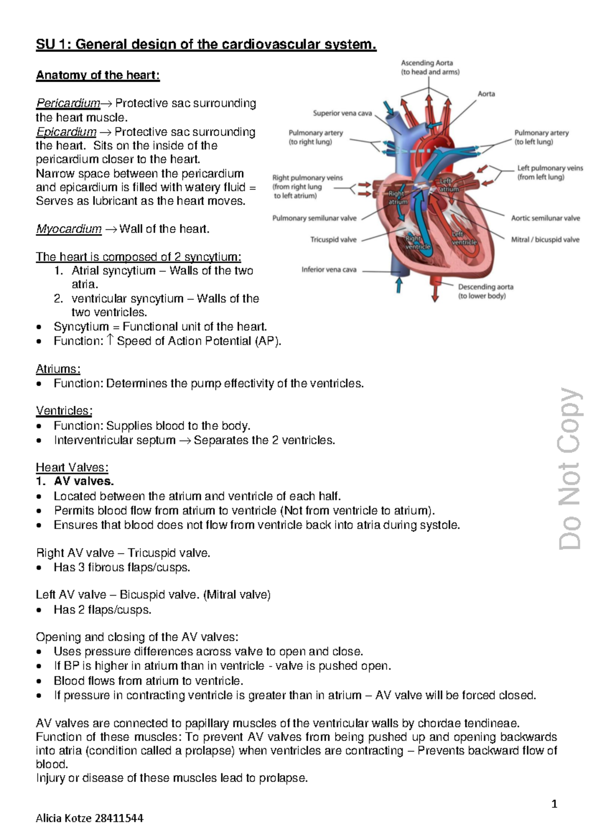 Cardio 260216: Comprehensive Summaries of Cardiovascular Anatomy ...