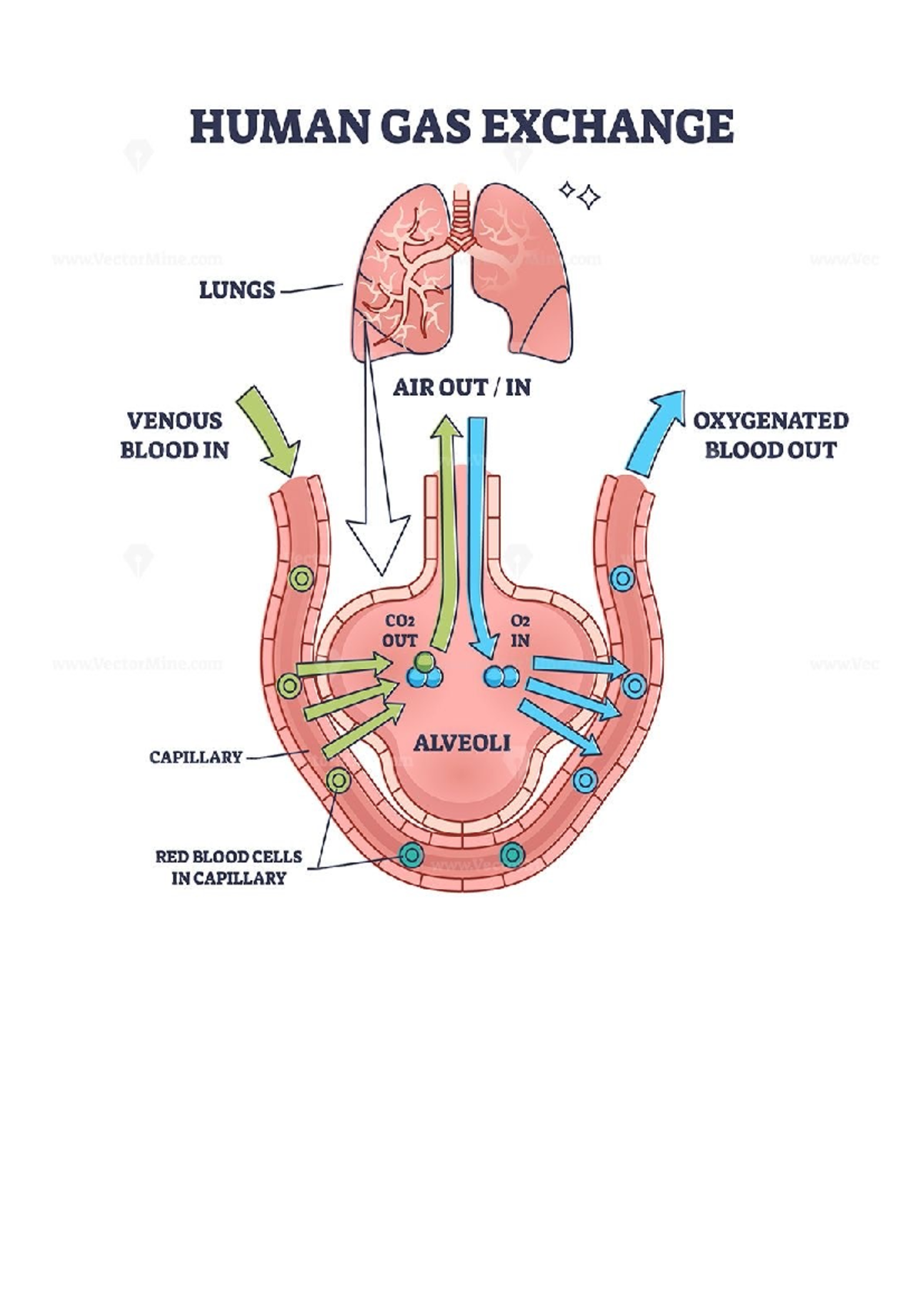 Gas exchange human diagram - NCEA level 2 Biology - HUMAN GAS EXCHANGE ...
