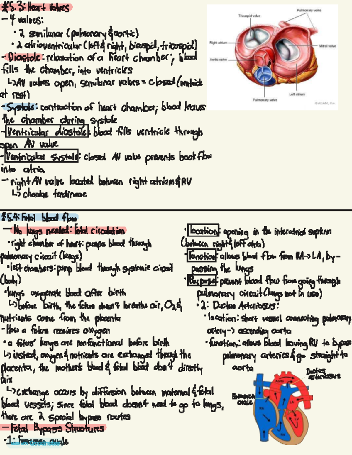 Anatomy of Fetal Blood Flow and Heart Valves: Key Concepts (BIO 101 ...