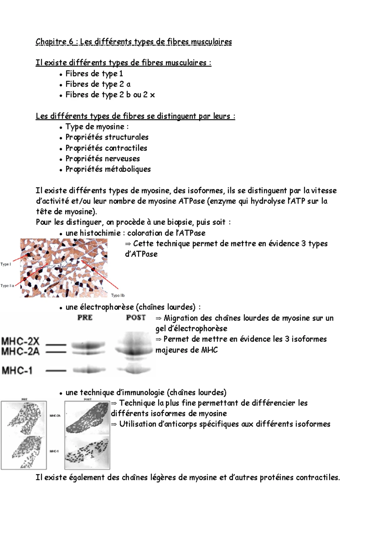 CM 6: Types de Fibres Musculaires et leurs Propriétés - Studocu