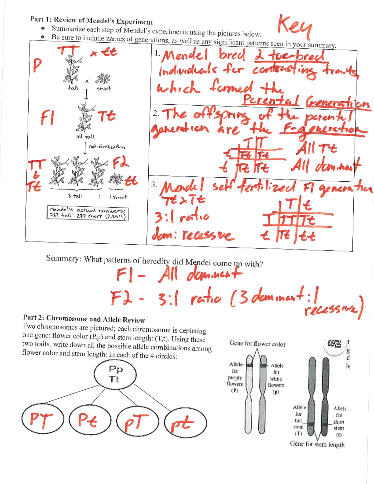 Biology 101: Genetics Review - Experiments, Patterns, and Inheritance ...