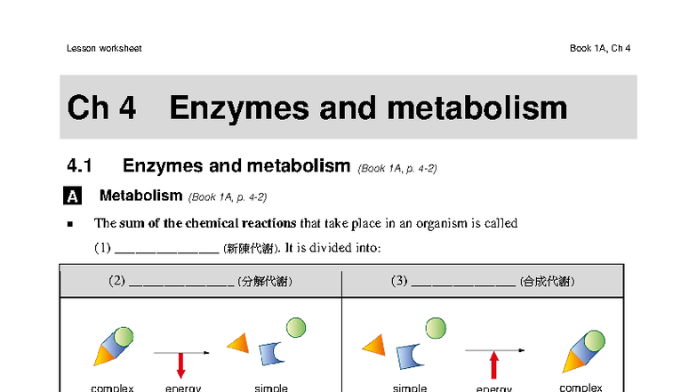 Lesson Worksheet Book 1A: Ch 4 Enzymes and Metabolism - Studocu