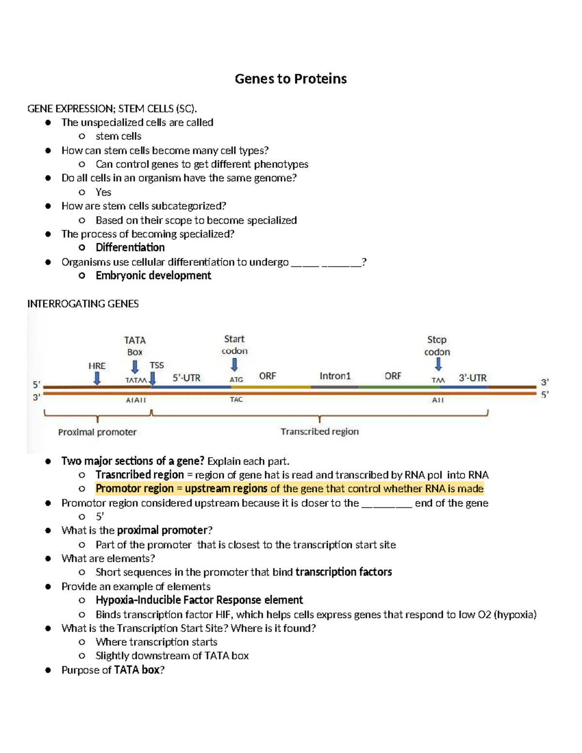 L13 - Genes to Proteins Overview (BIOL 102) - Studocu