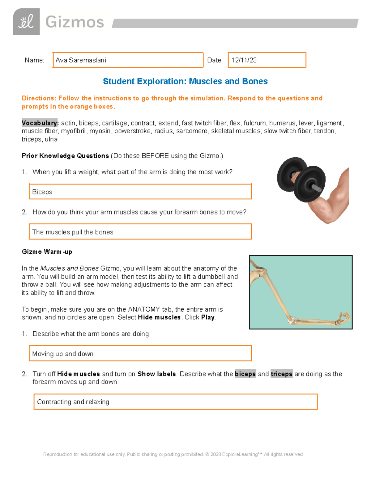 Muscles and Bones Gizmo Activity Worksheet - A&P 101 - Studocu