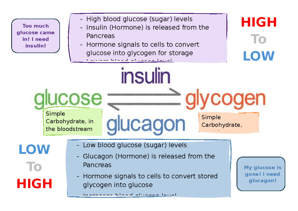 Biology Hormones Notes: Insulin, Glucagon, and Diabetes Overview - Studocu
