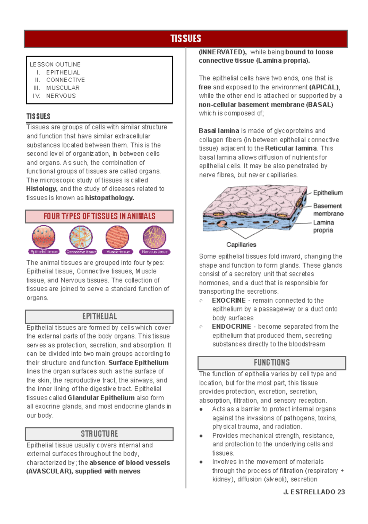 Epithelial Tissue Overview - Notes on Structure & Function - Studocu