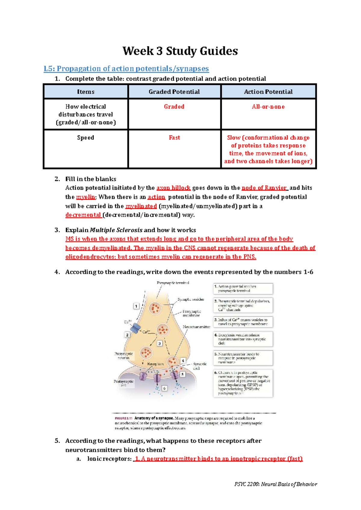 PSYC 2200: Week 3 Study Guide Answers on Action Potentials and Synapses ...