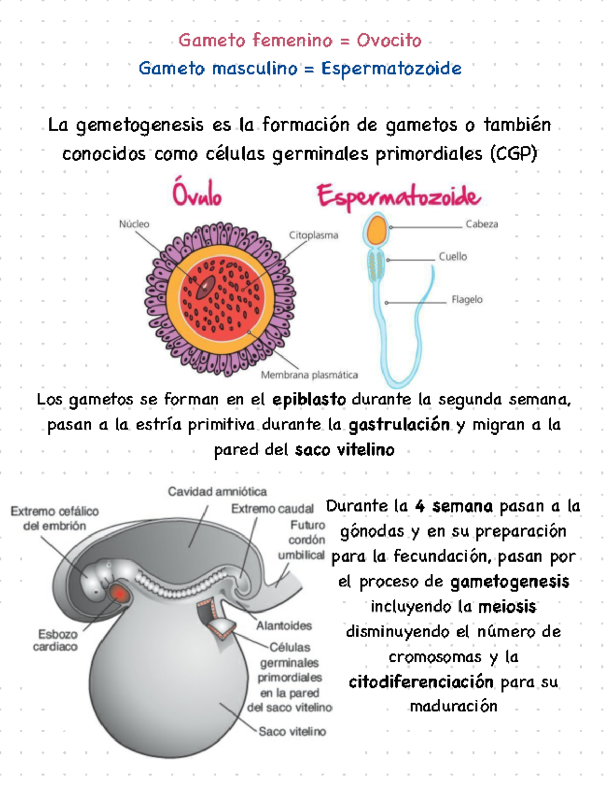 Gametogenesis, espermatogenesis y ovogénesis - Gameto femenino ...