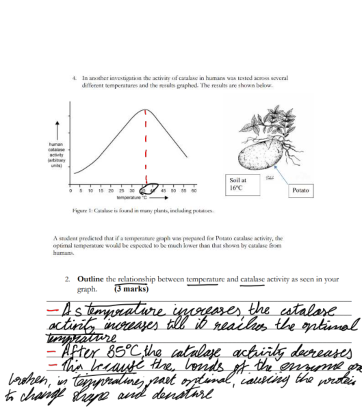 Bio 101: Catalase Activity Investigation & Enzyme Function Analysis ...