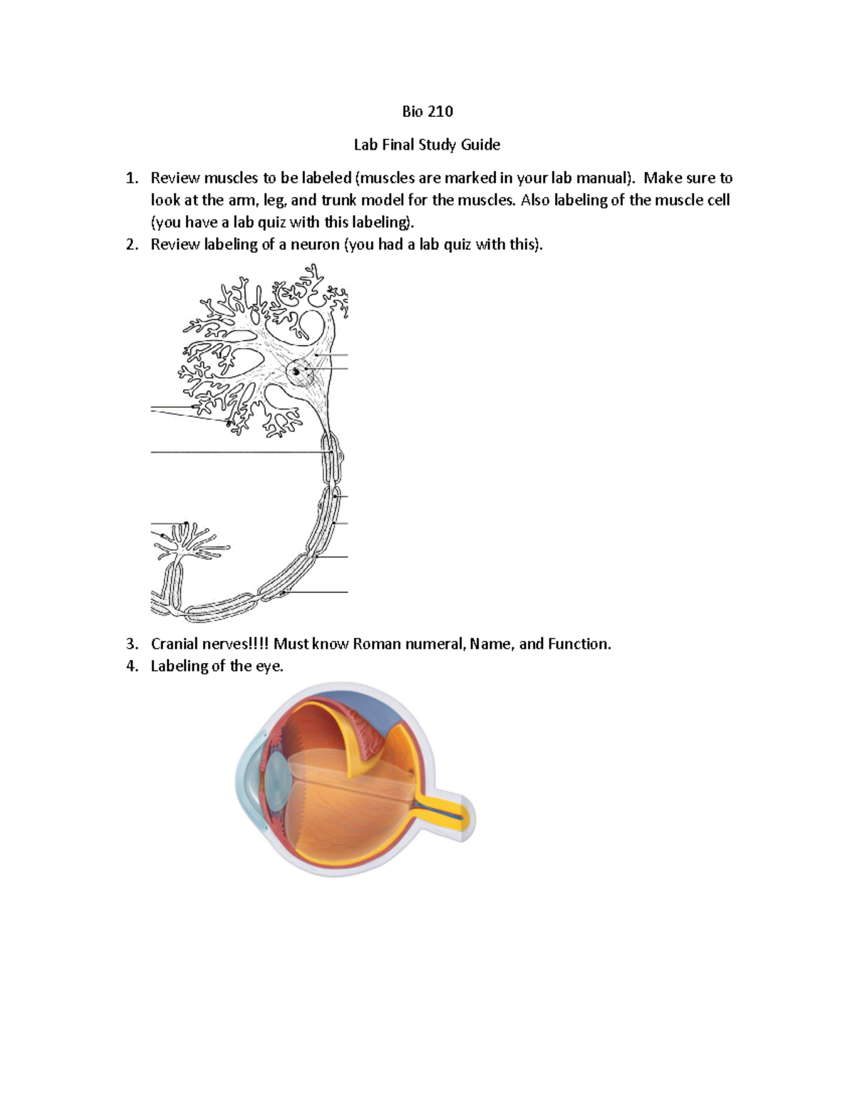 Bio 210 Lab Final Exam Study Guide 2020: Muscles & Neuroanatomy - Studocu
