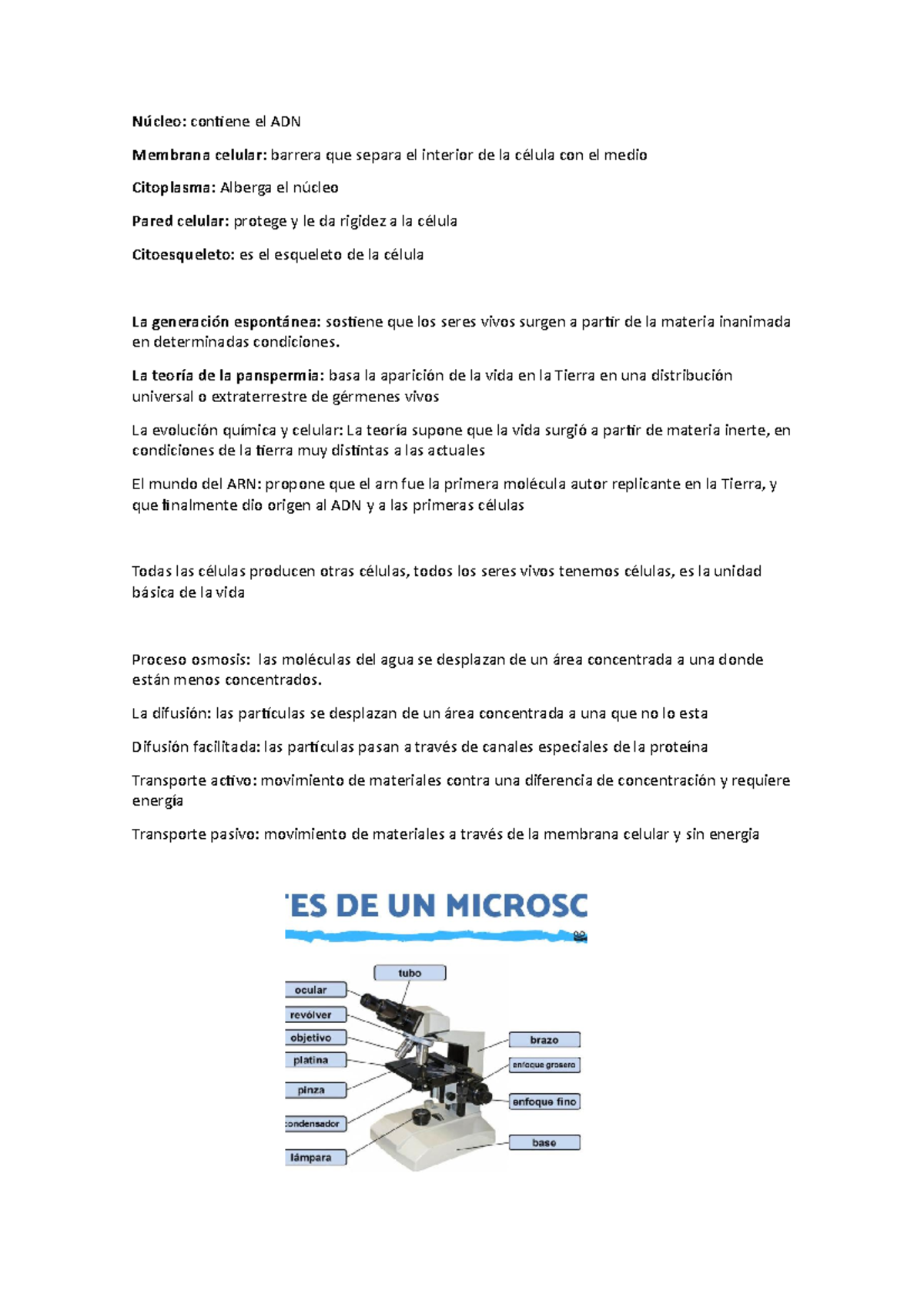 Núcleo - awdawdawd - Núcleo: contiene el ADN Membrana celular: barrera ...