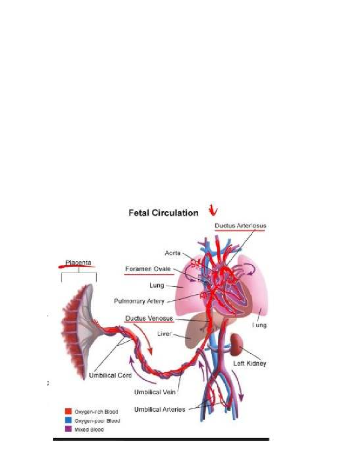 Mother Baby Fetal Circulation: Key Structures and Functions - Studocu