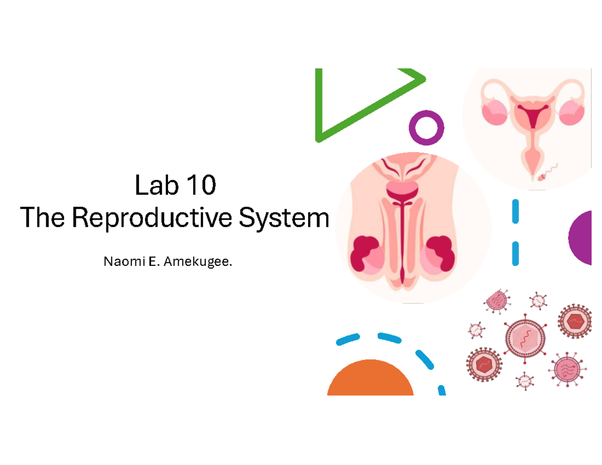 Lab 10: Exploring the Reproductive System - PhysioEx Virtual Lab - Studocu