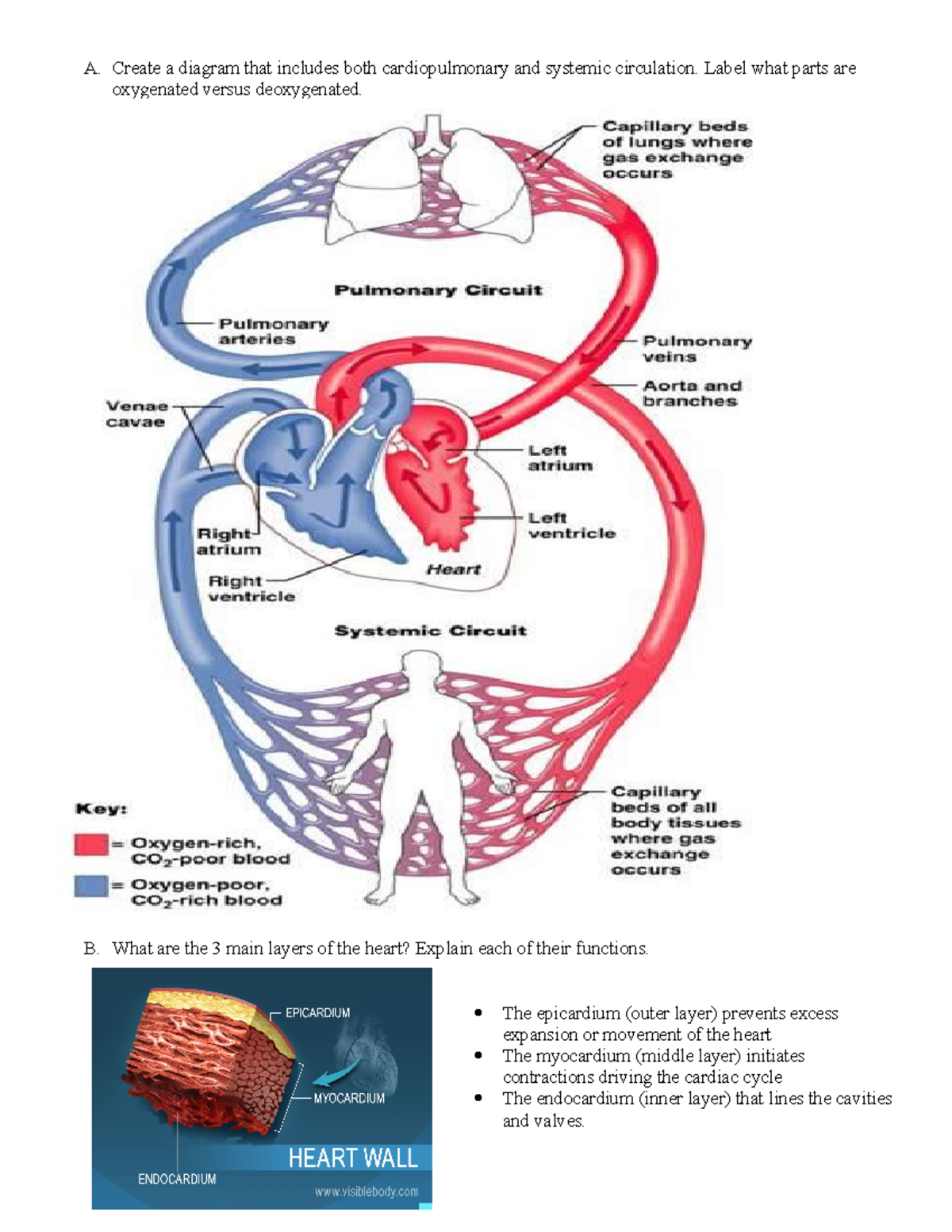 Lab Chapter 13: Anatomy & Physiology of the Heart Circulatory Systems ...