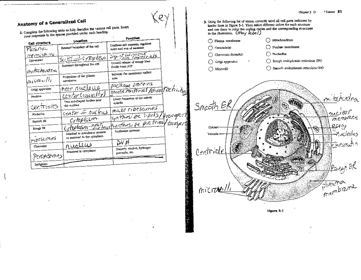 Cell tissue review packet - Studocu