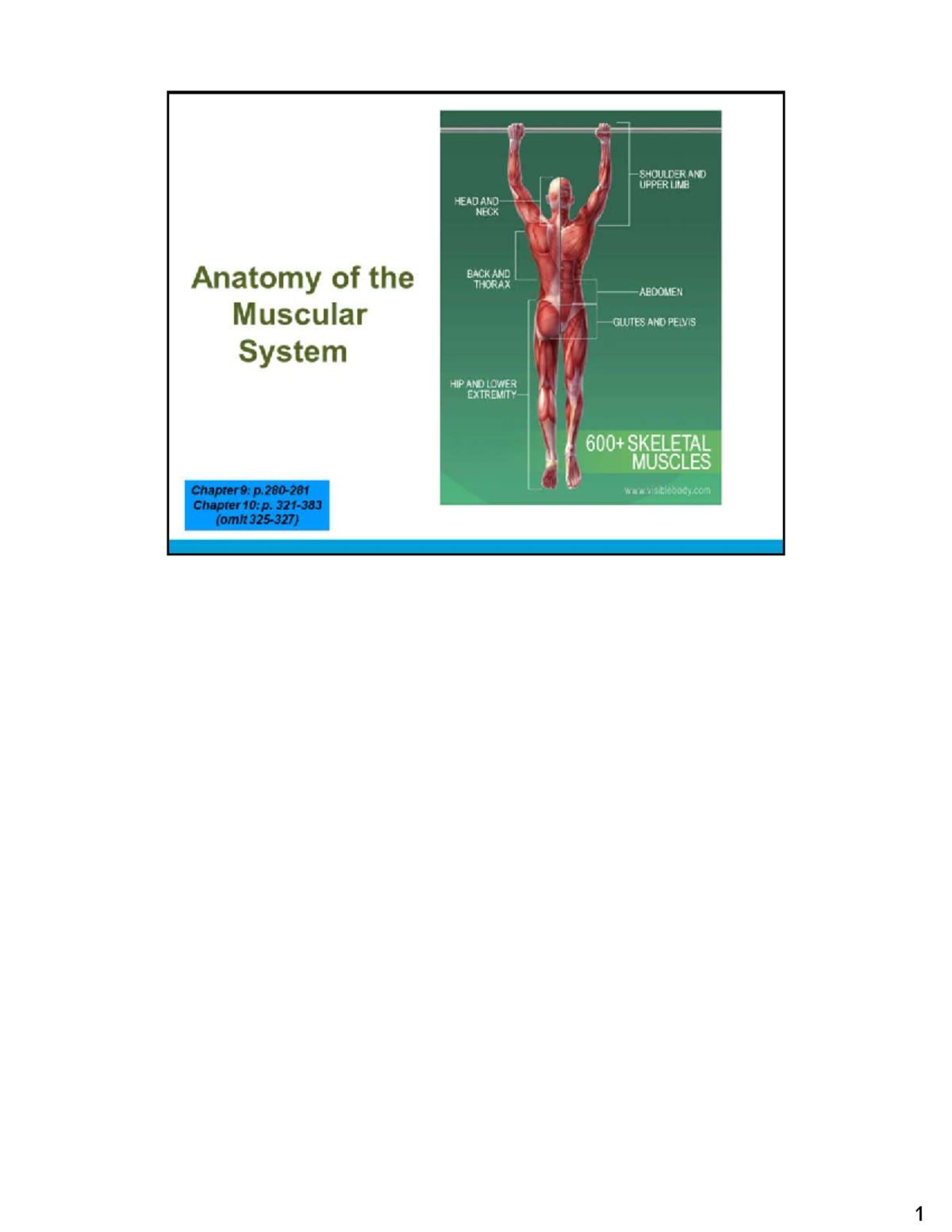 Anatomy of the Muscular System: Topic 5 Notes for Students - Studocu