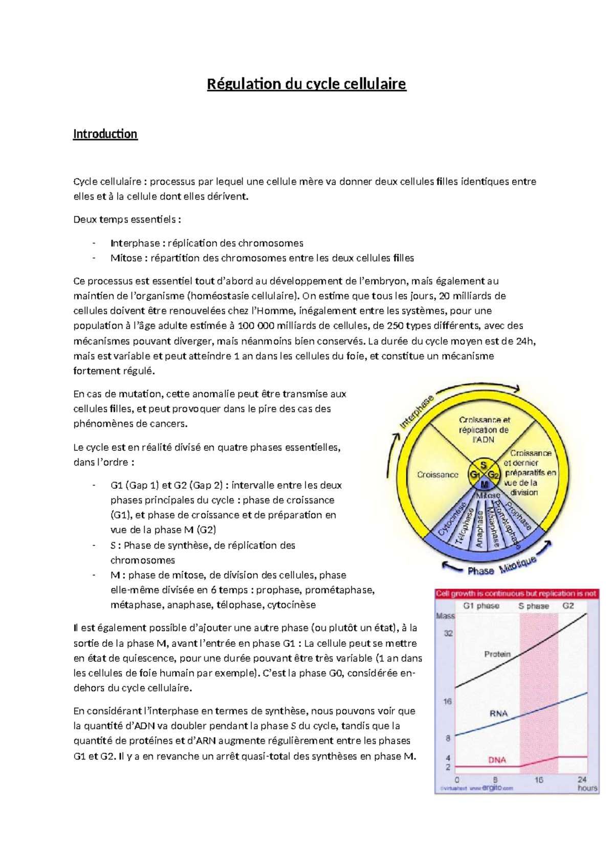 Régulation du Cycle Cellulaire : Mécanismes et Phases Essentielles ...