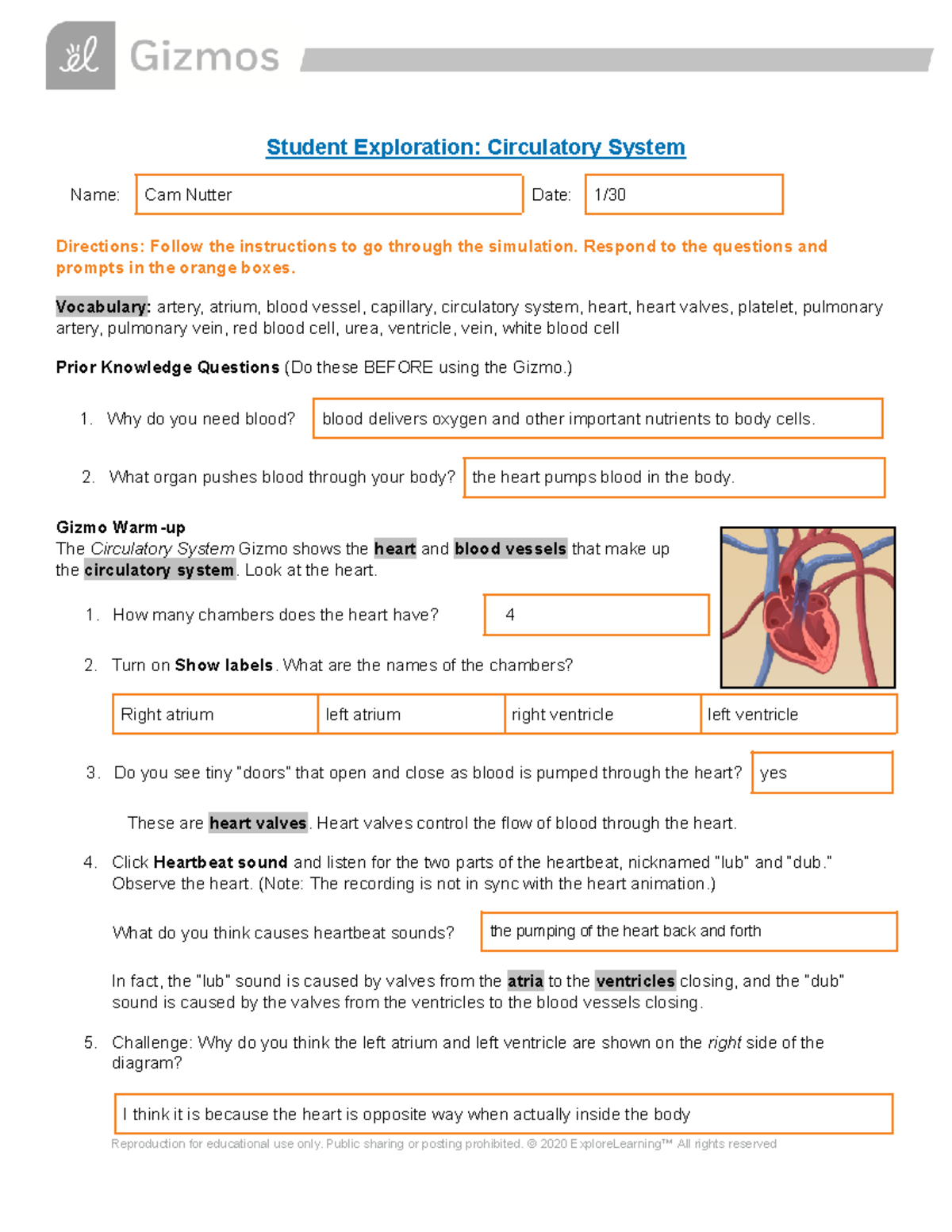 Exploring the Circulatory System: Gizmo Activity Guide - Studocu