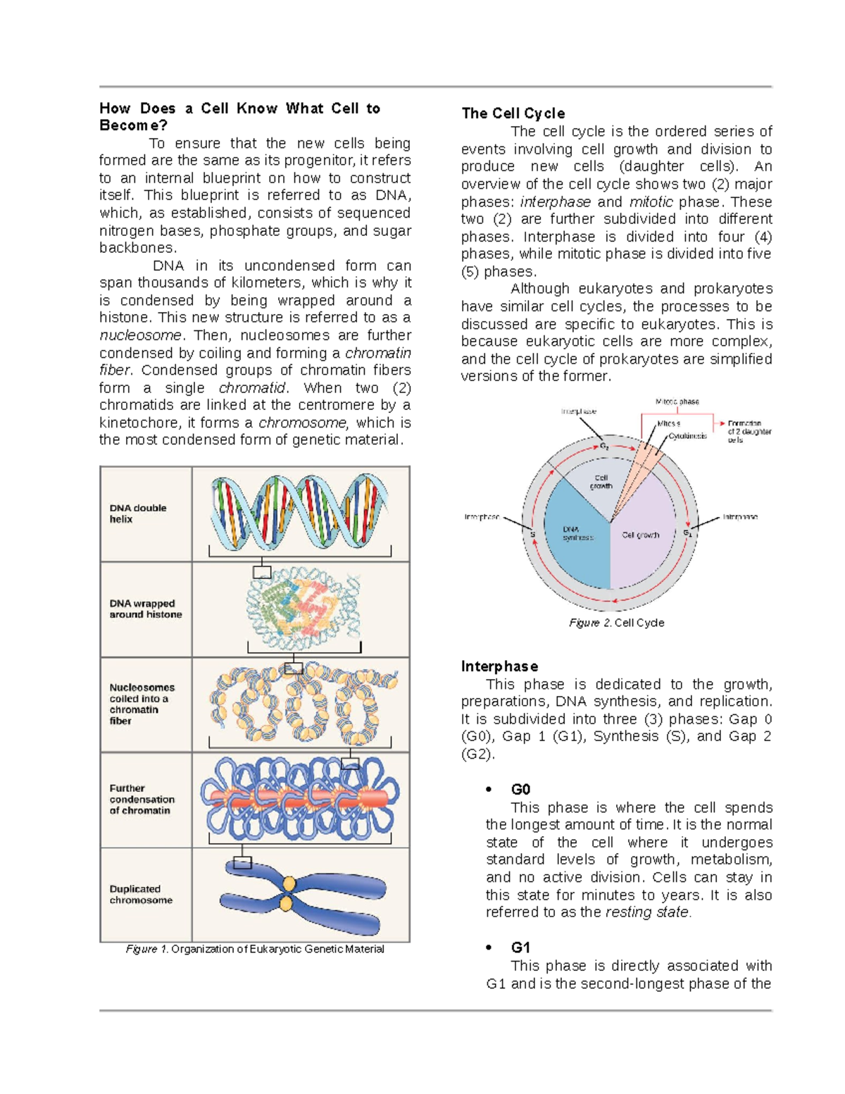 The Cell Cycle - How Does a Cell Know What Cell to Become? To ensure ...