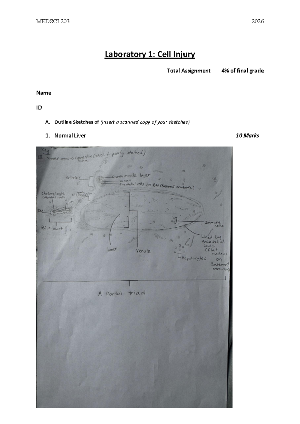 MEDSCI 203 2026 Lab 1: Cell Injury Report Template - Studocu