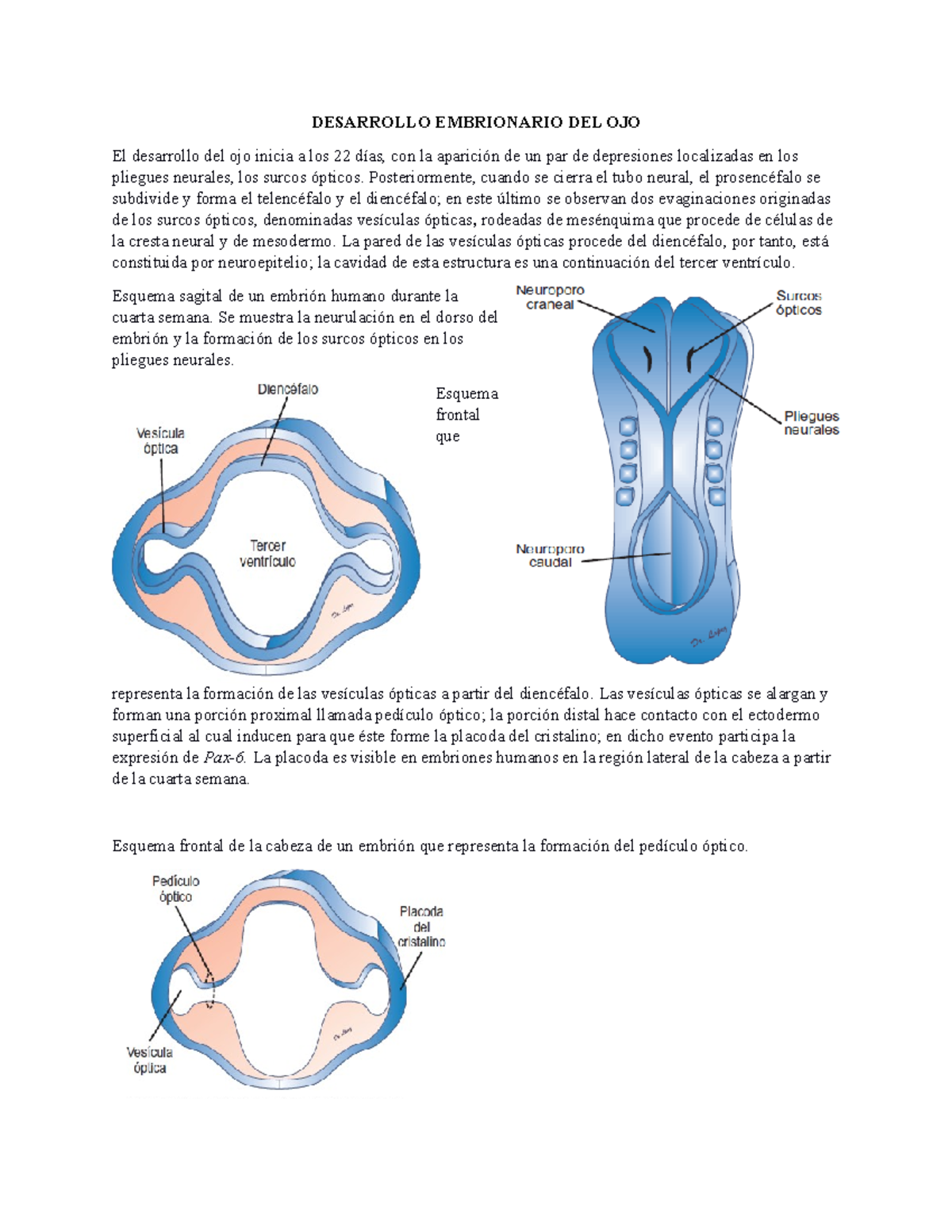 Practica lll Embriologia - DESARROLLO EMBRIONARIO DEL OJO El desarrollo ...