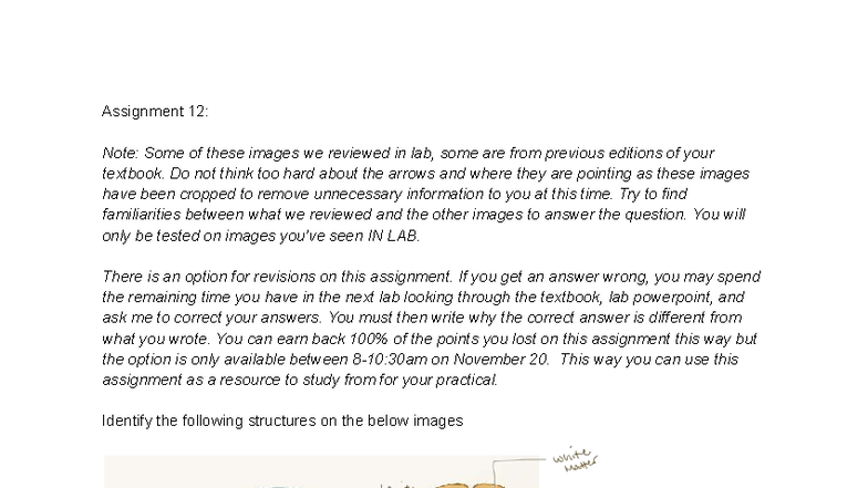 Assignment 12 - Lab: Brain Structures & Functions Overview - Studocu