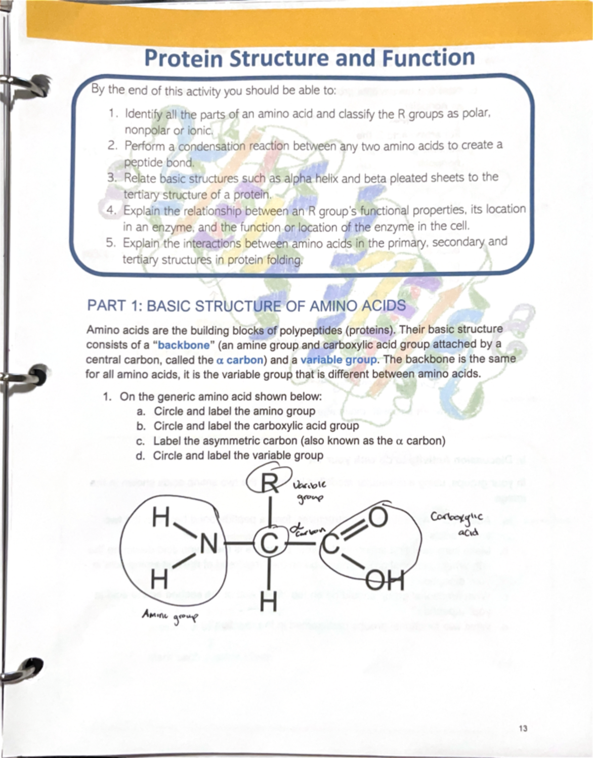 Protein Structure and Function Overview for BIO101 Course - Studocu