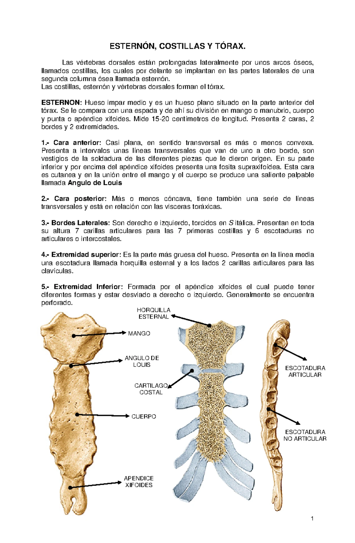 Hueso neumatico - Huesos neumáticos Que son: Son huesos que están ...