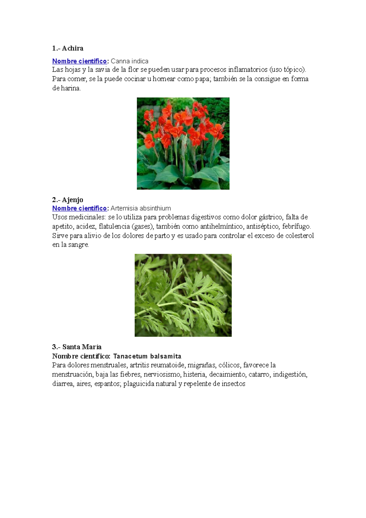 Plantas - 1.- Achira Nombre científico: Canna indica Las hojas y la ...