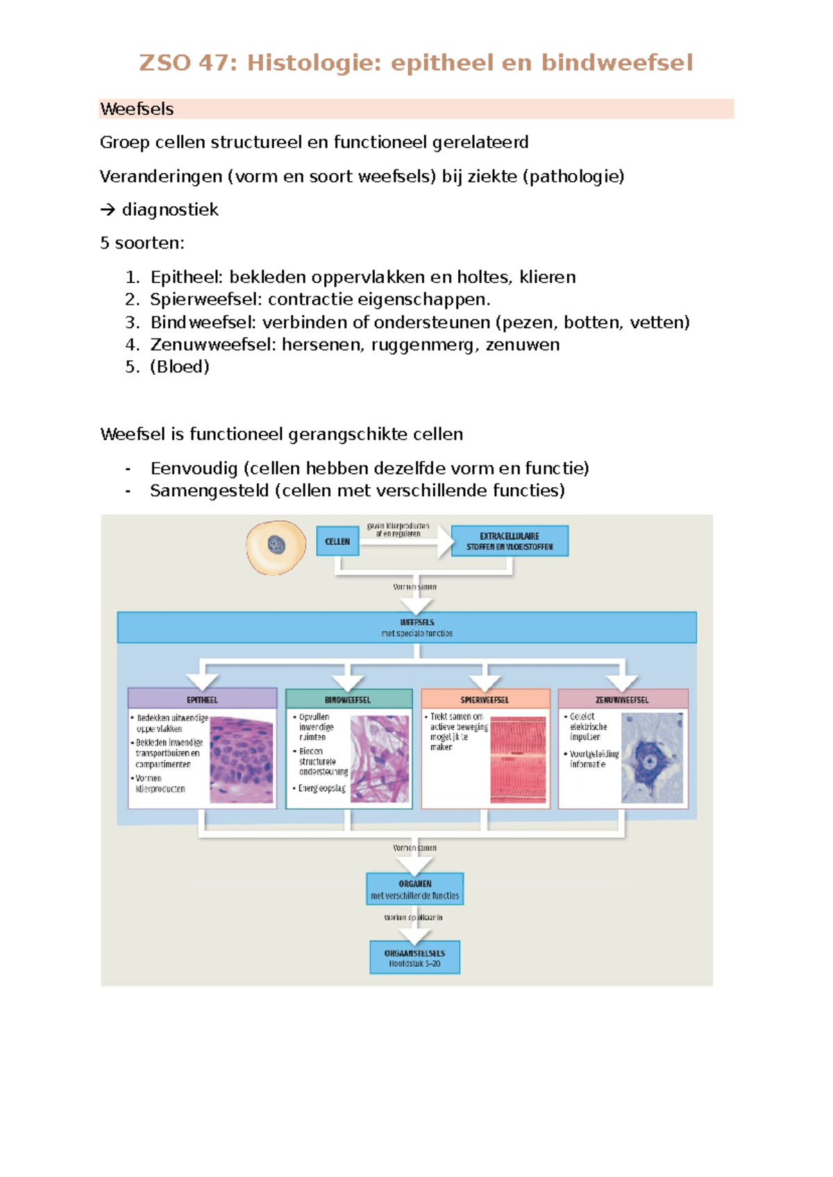 ZSO 47 - Samenvatting van histologie - ZSO 47: Histologie: epitheel en ...