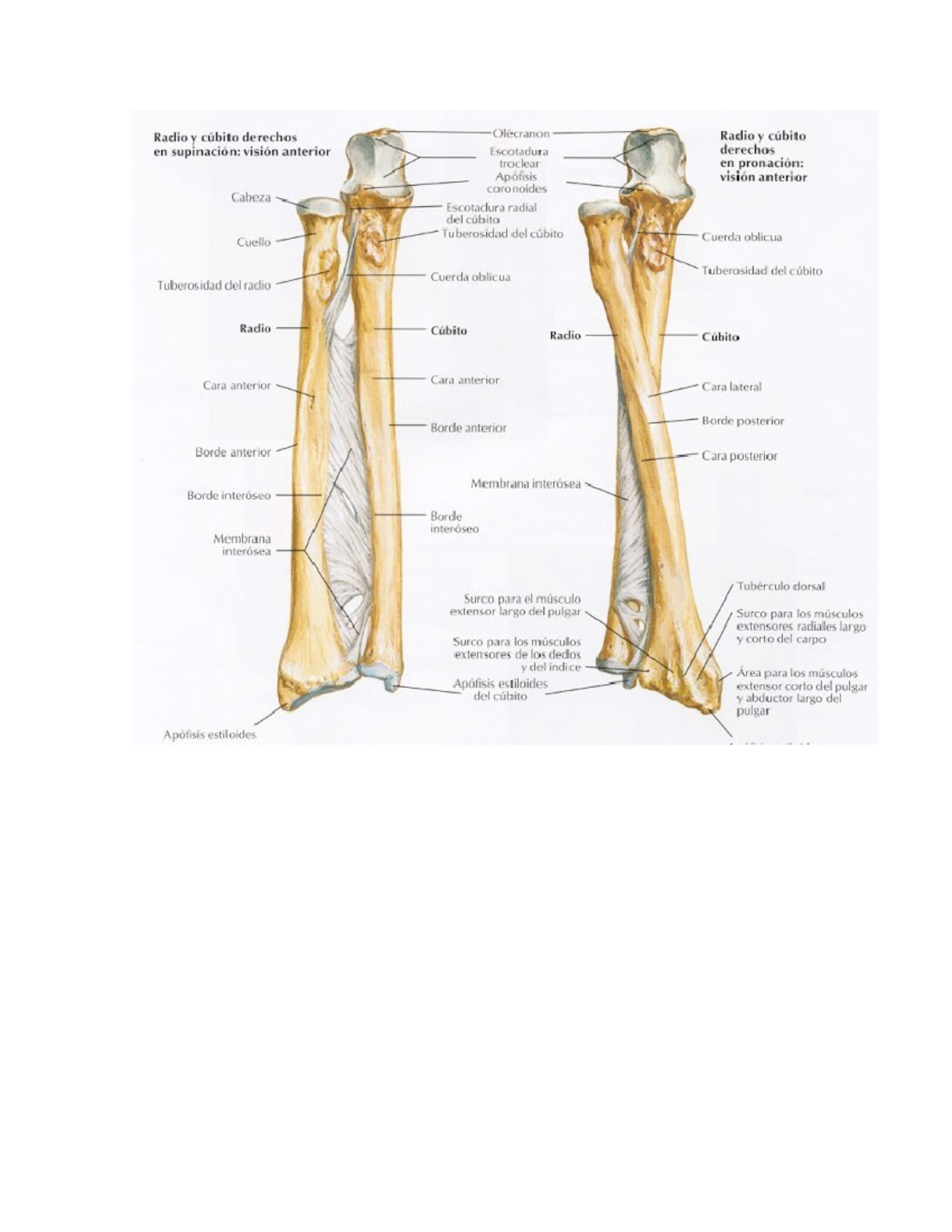 Anatomía Del Radio Y El Cúbito Articulación Del Codo, Huesos Del