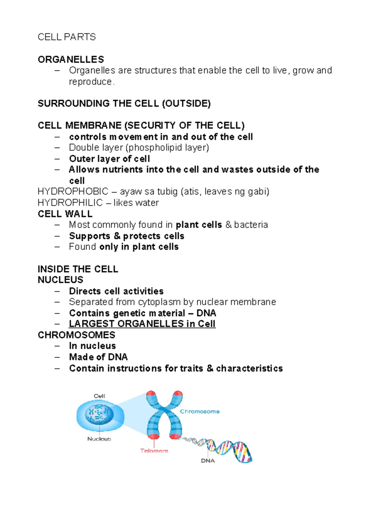 CELL Parts - simple - CELL PARTS ORGANELLES Organelles are structures ...