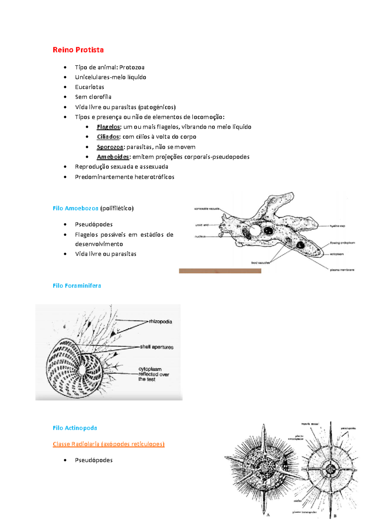 Resumo de Biologia Animal: Reino Protista e Filo Nematoda - Studocu