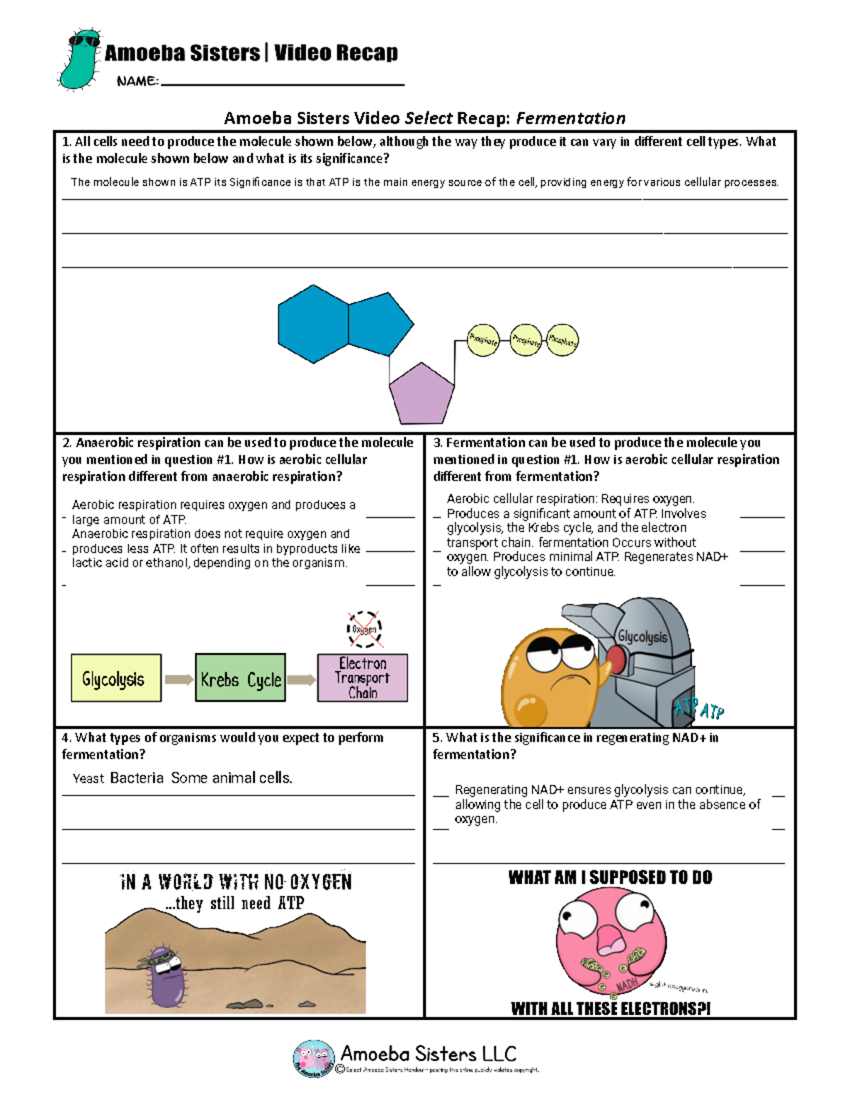 Kami Export - video recap fermentation (1) - Amoeba Sisters Video ...