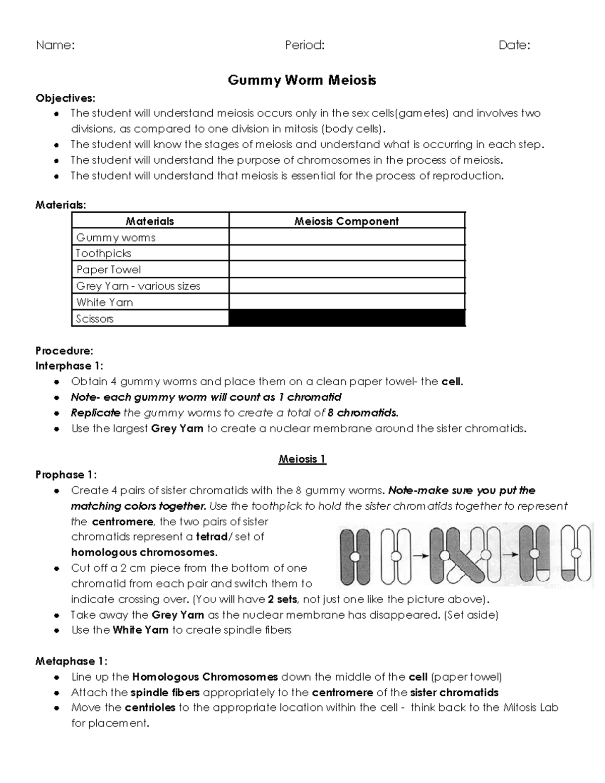 Gummy Worm Meiosis Lab: Understanding Meiosis Stages and Processes ...