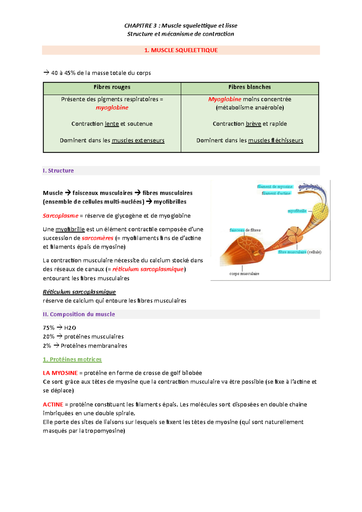 Chapitre 3 - contraction musculaire - Structure et mécanisme de ...