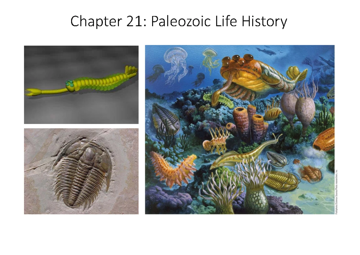 The Precambrian Era: Geological Formation and Biological Evolution ...