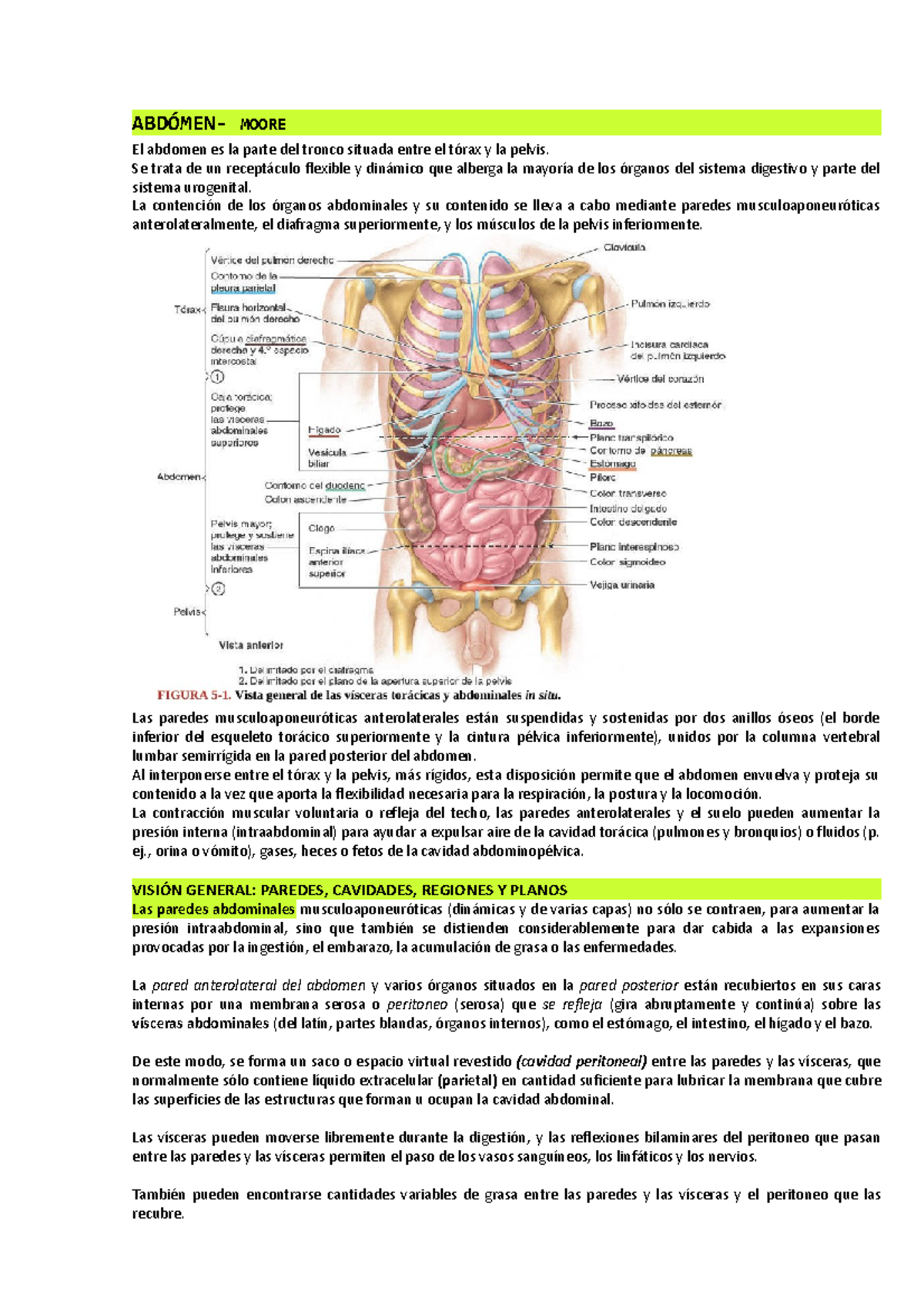 Pared Anterolateral del Abdómen - Resumen de Moore - Studocu