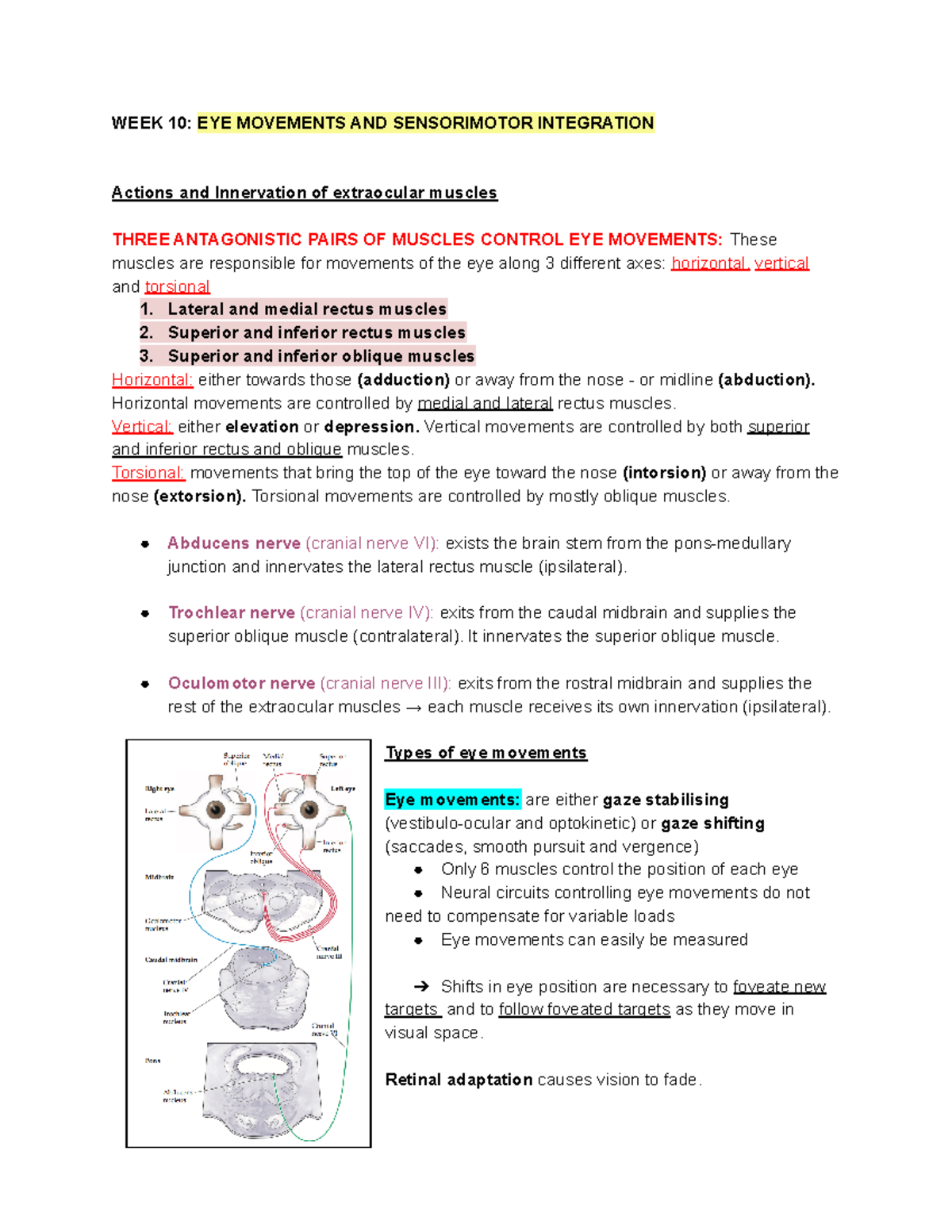Week 10 Eye Movements and Sensorimotor Integration - WEEK 10: EYE ...
