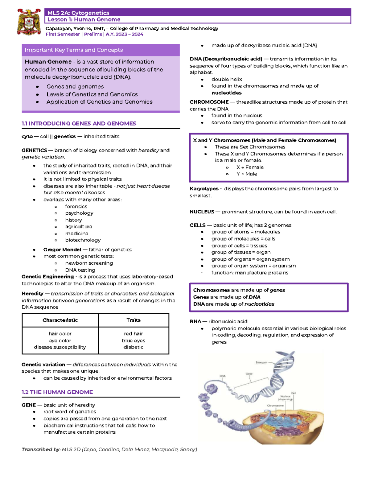 MLS 2A: Cytogenetics Lesson 1 - Key Concepts of the Human Genome - Studocu