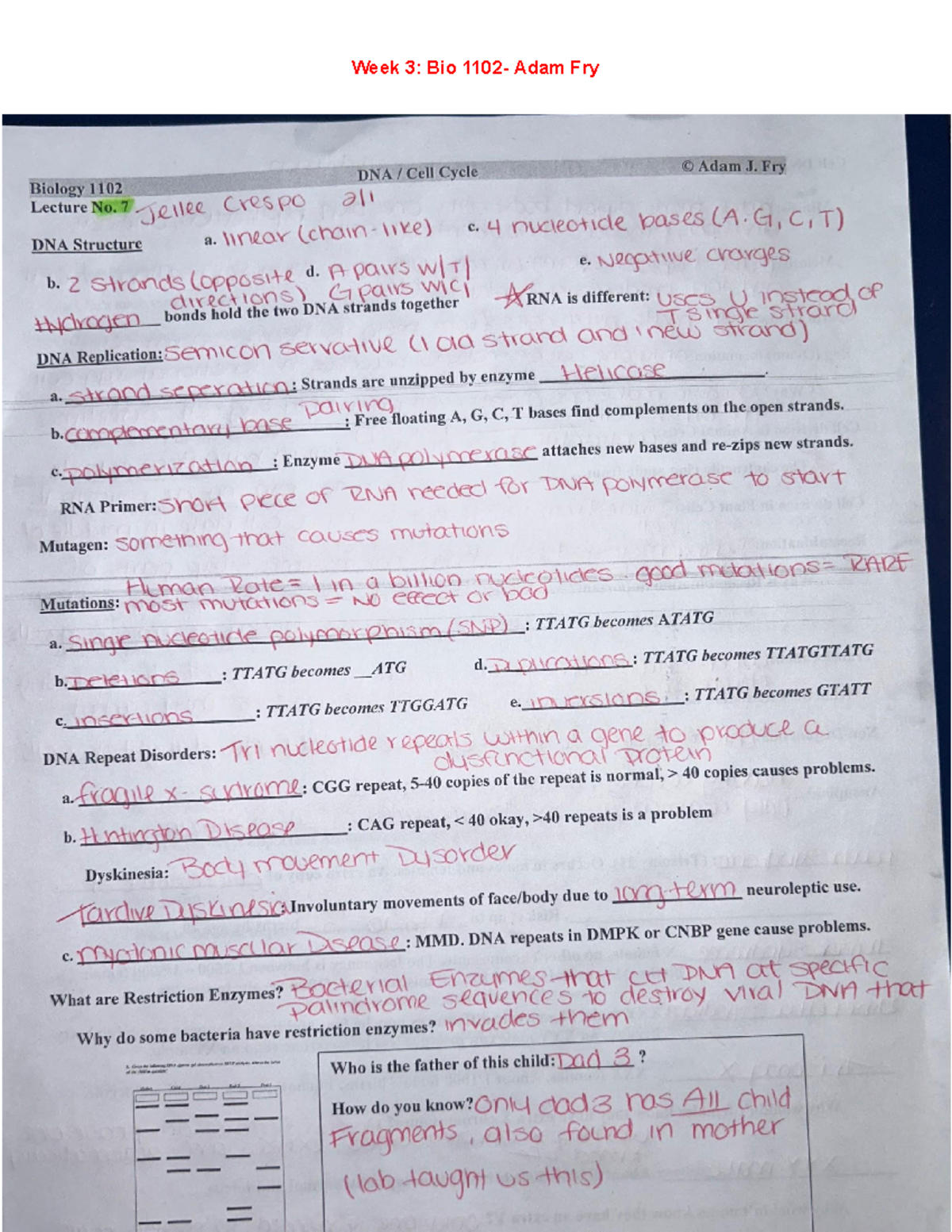 Week 3 Bio 1102- Adam Fry - Week 3: Bio Adam Fry Cycle Adam J. Fry ...
