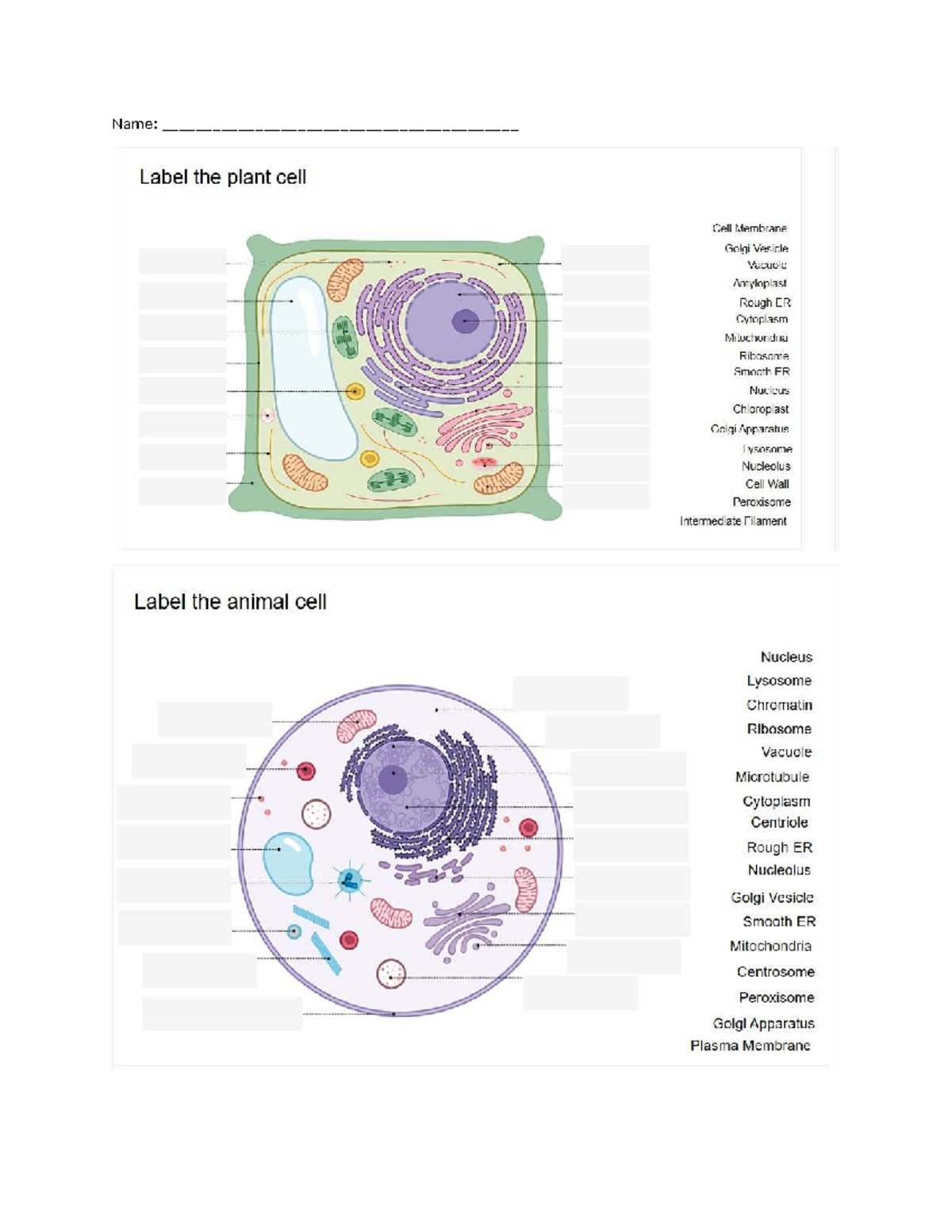 Animal Cell Labeling Sheet Animal Cell Labeling & Functions Science